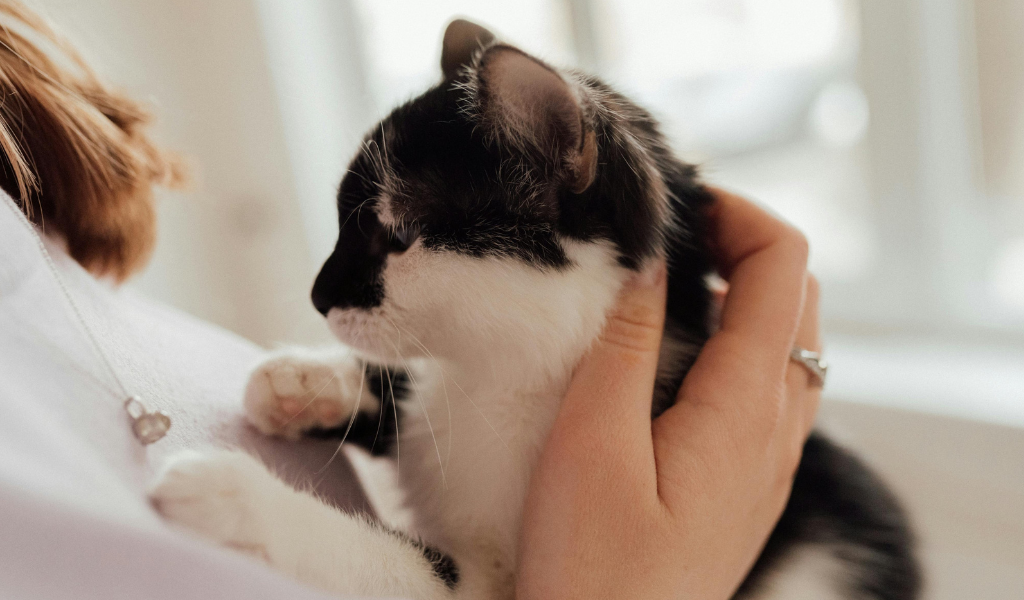 Coping with the Loss of Your Cat – LegacyTouch